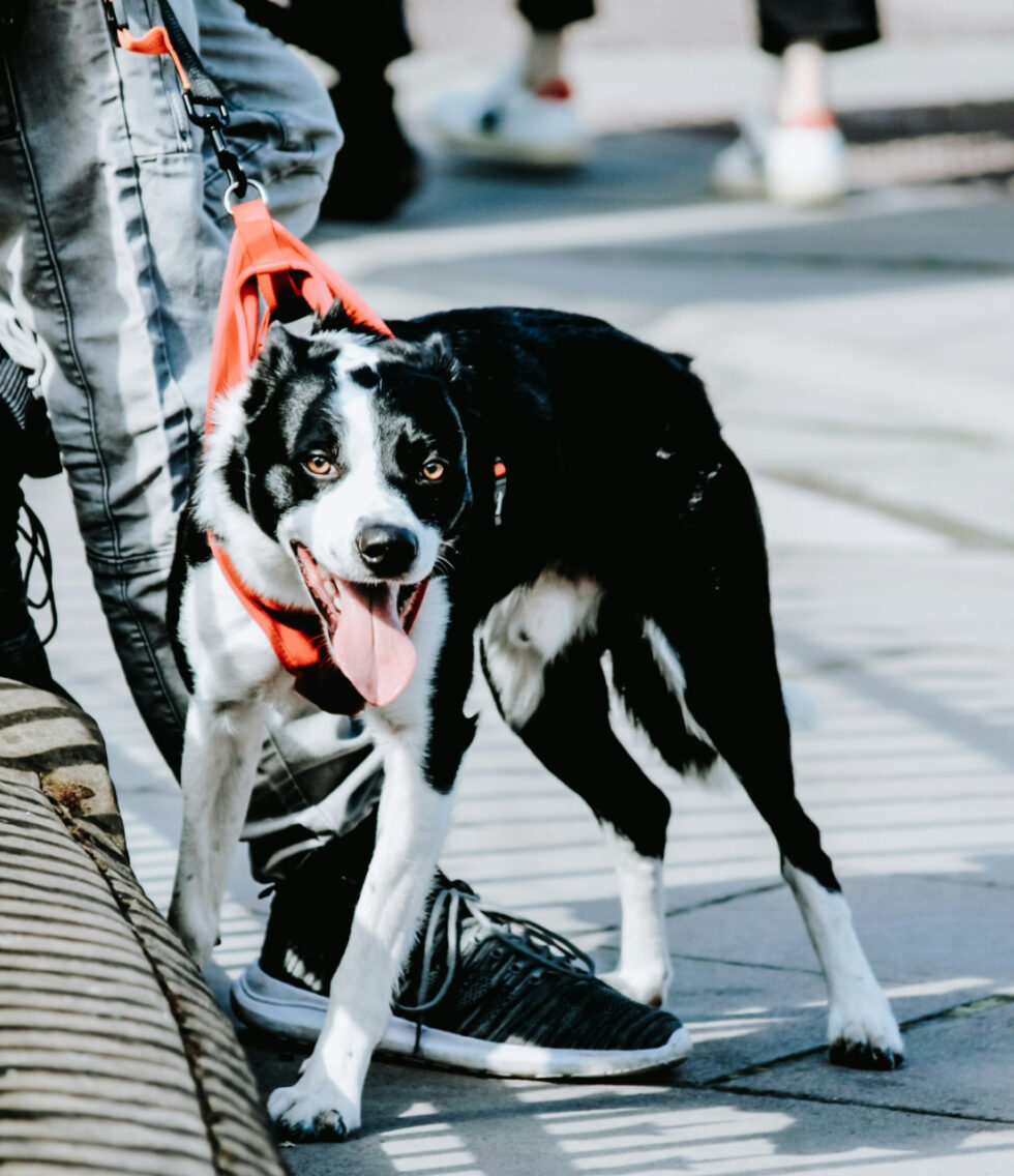 Expert Dog Training in Calgary, Alberta | Dominion K9